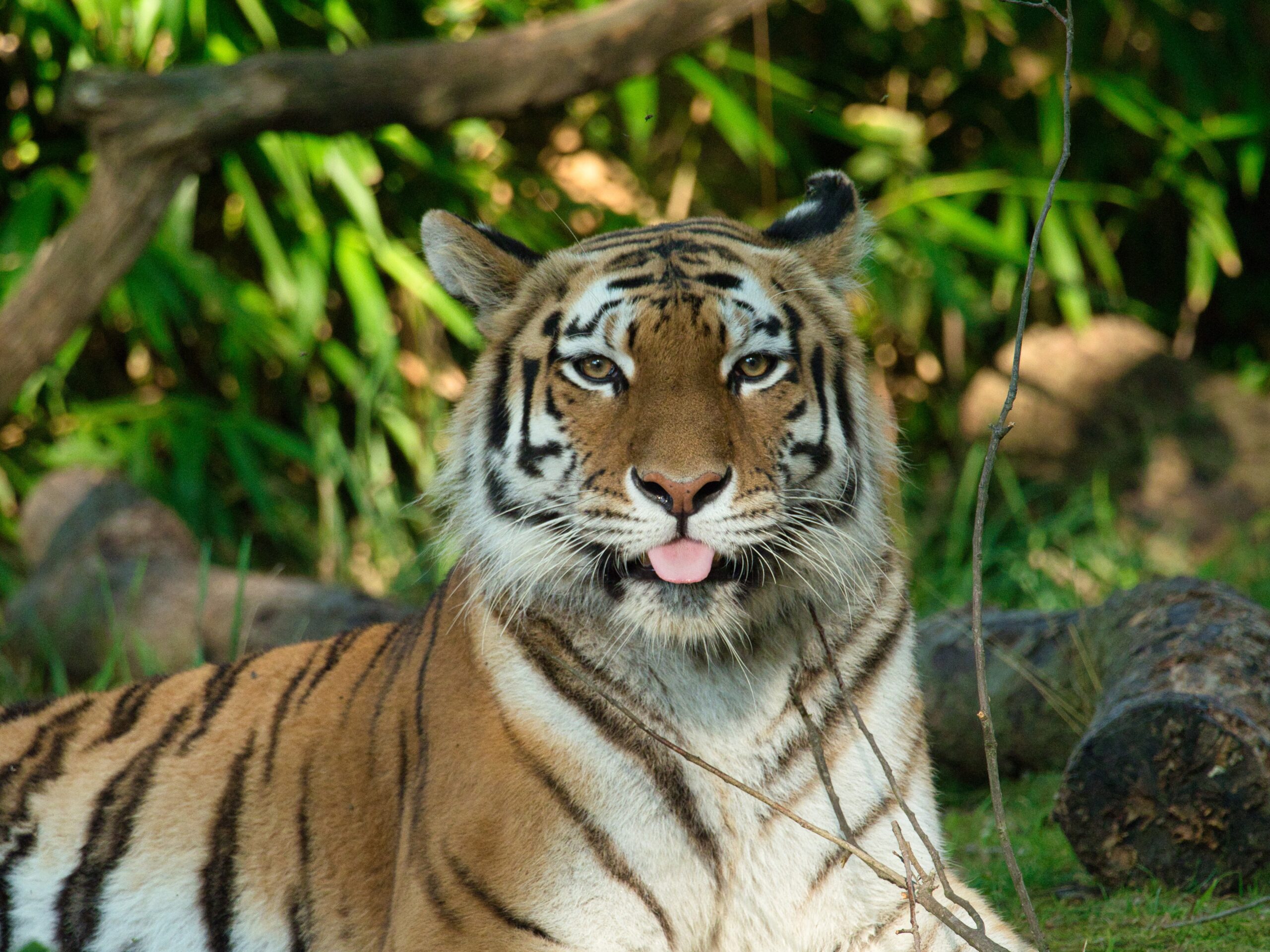 Royal Rajasthan with Taj and Tigers - RRT - Adventure Heist royal ...